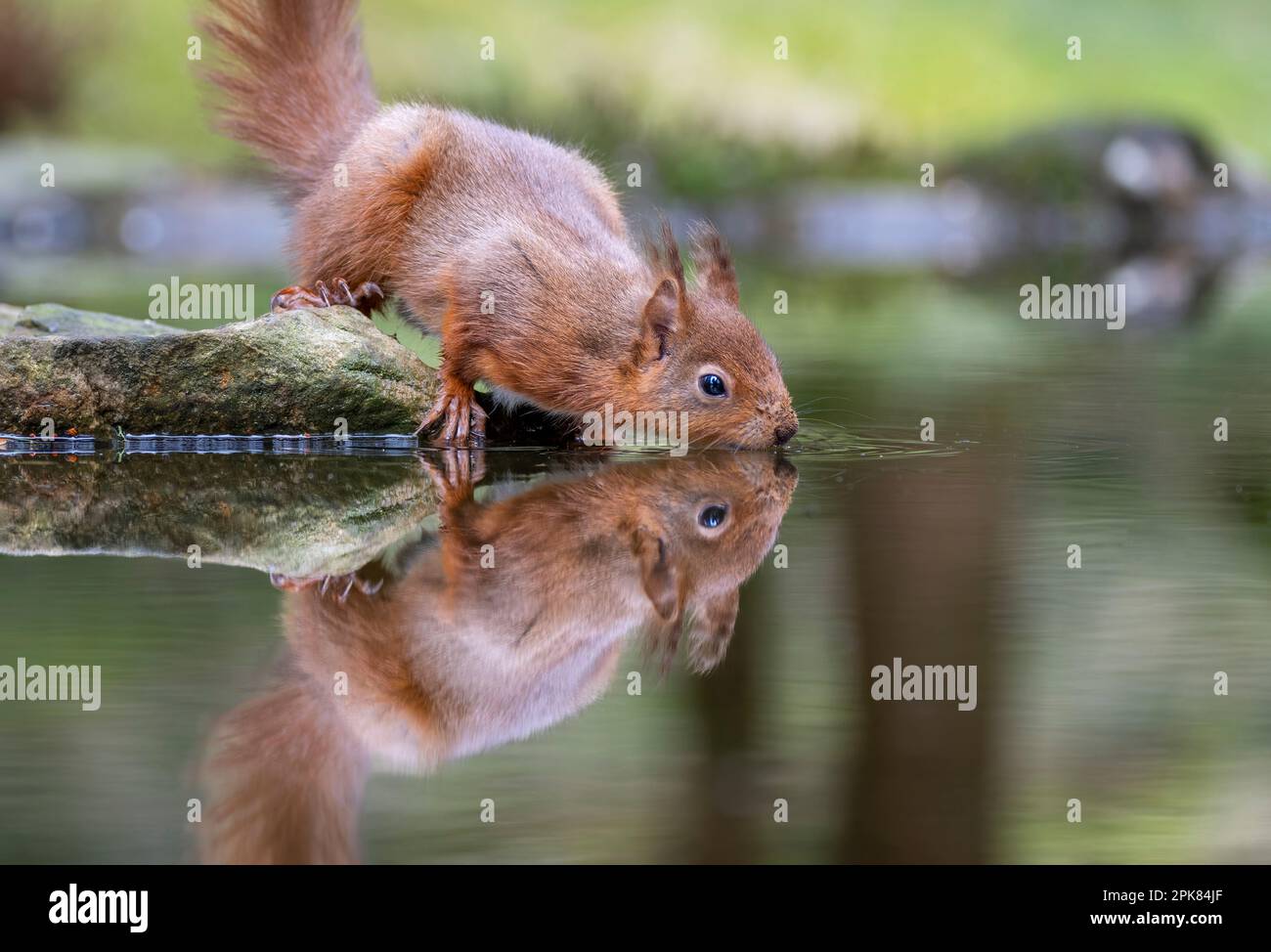 A British Red Squirrel, (Sciurus vulgaris), drinking from a pool of ...