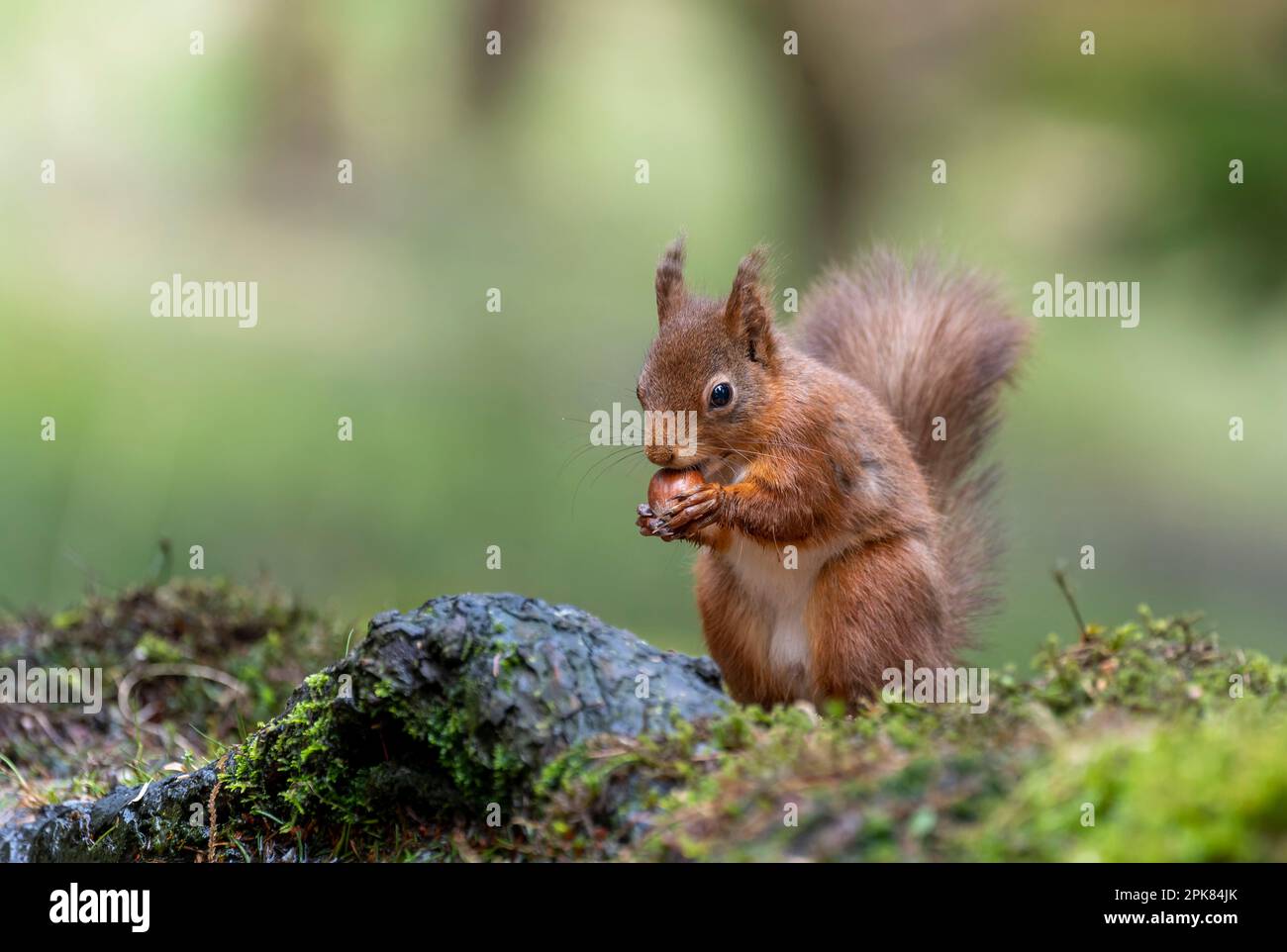 A solitary British Red Squirrel, (Sciurus vulgaris), sitting on a rock ...