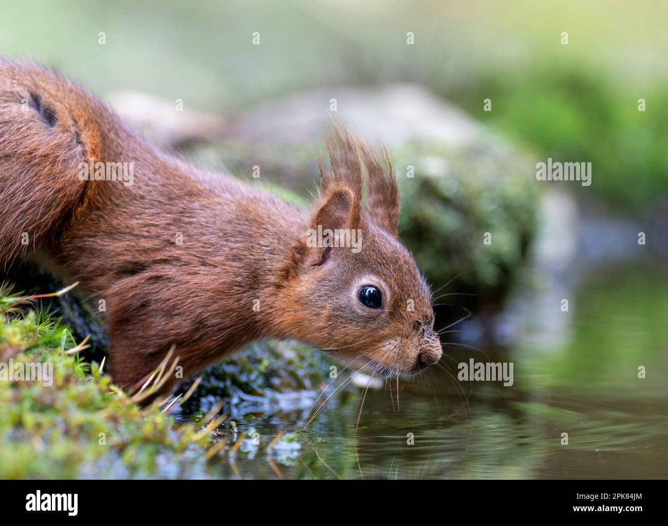 A British Red Squirrel, (Sciurus vulgaris), looking into a pool of ...
