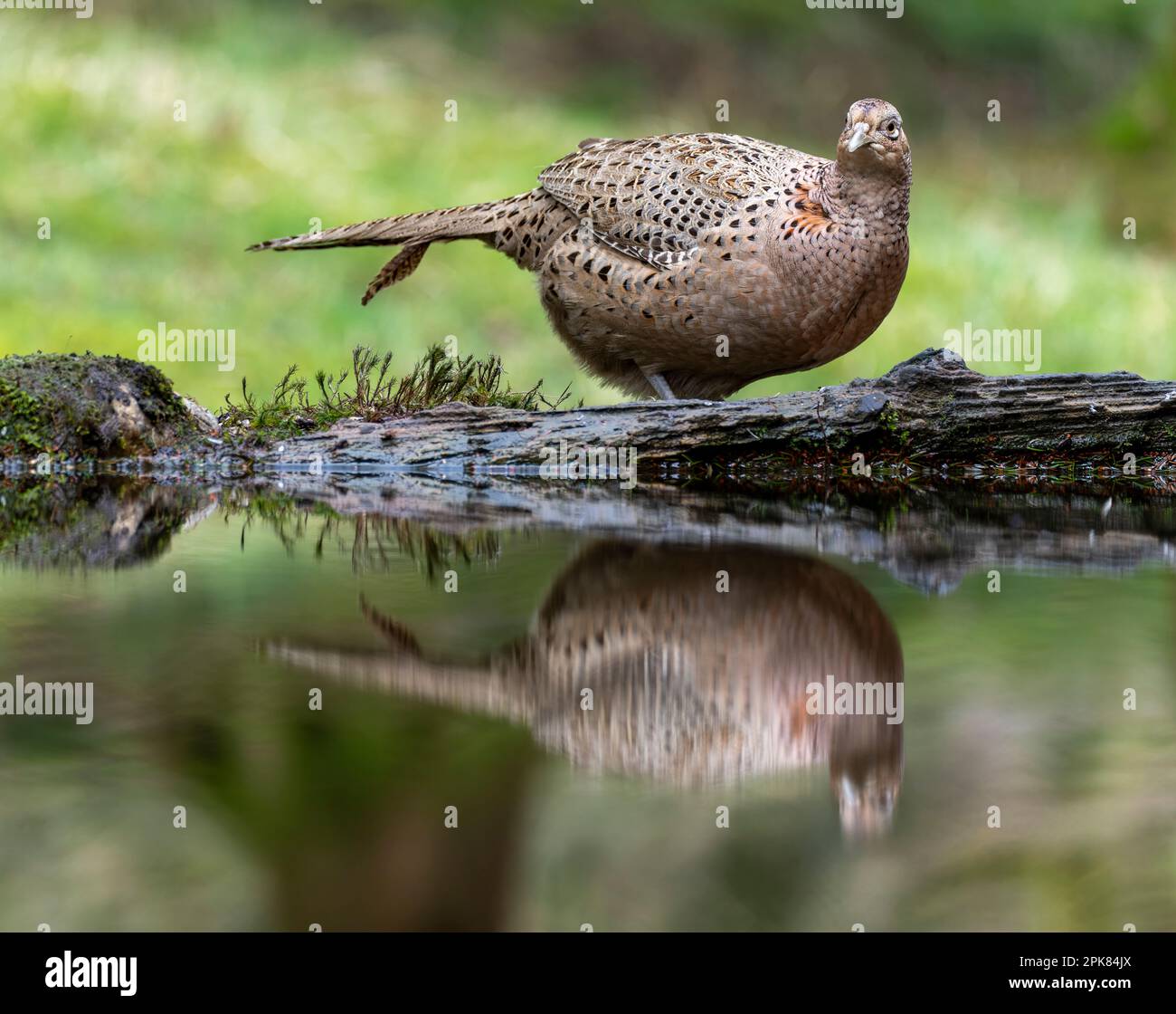 A female Pheasant, (Phasianus colchicus), standing on the edge of a ...