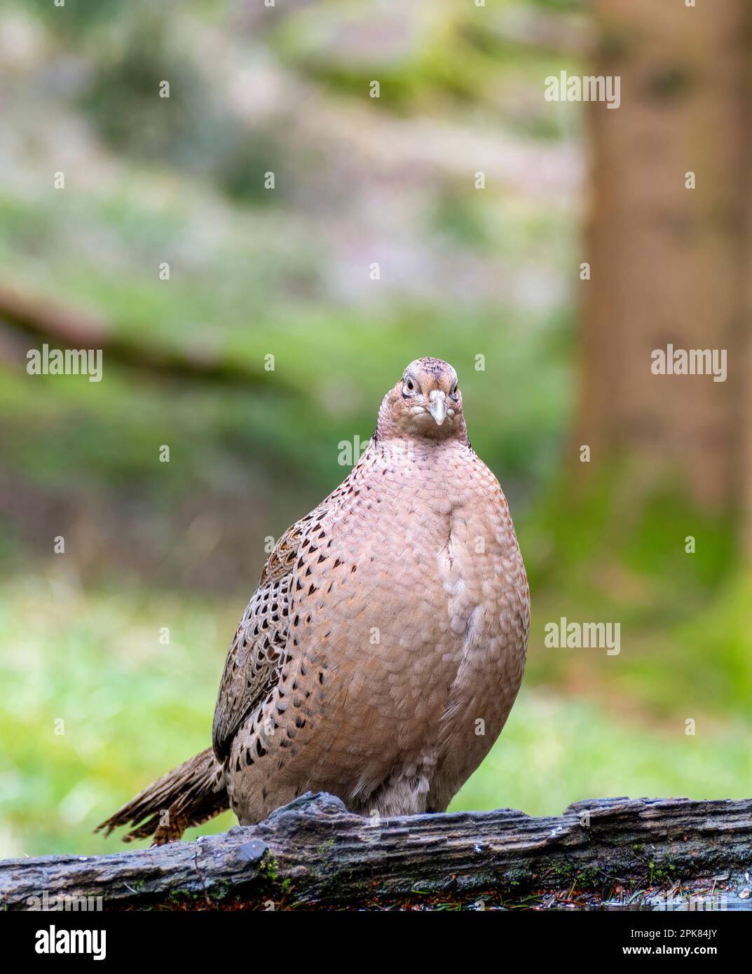 A female Pheasant, (Phasianus colchicus), facing front and looking ...