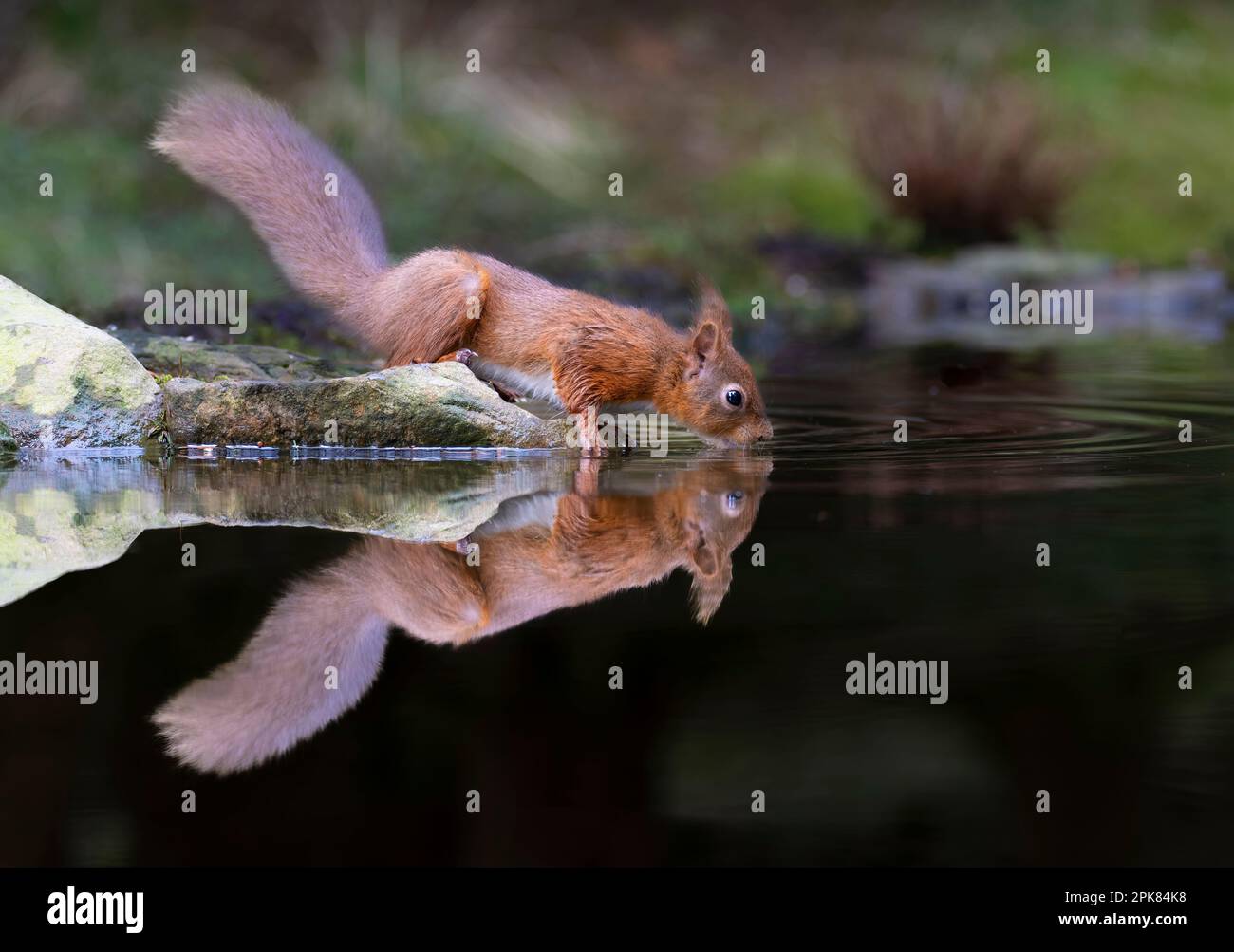A British Red Squirrel, (Sciurus vulgaris), drinking from a pool of ...