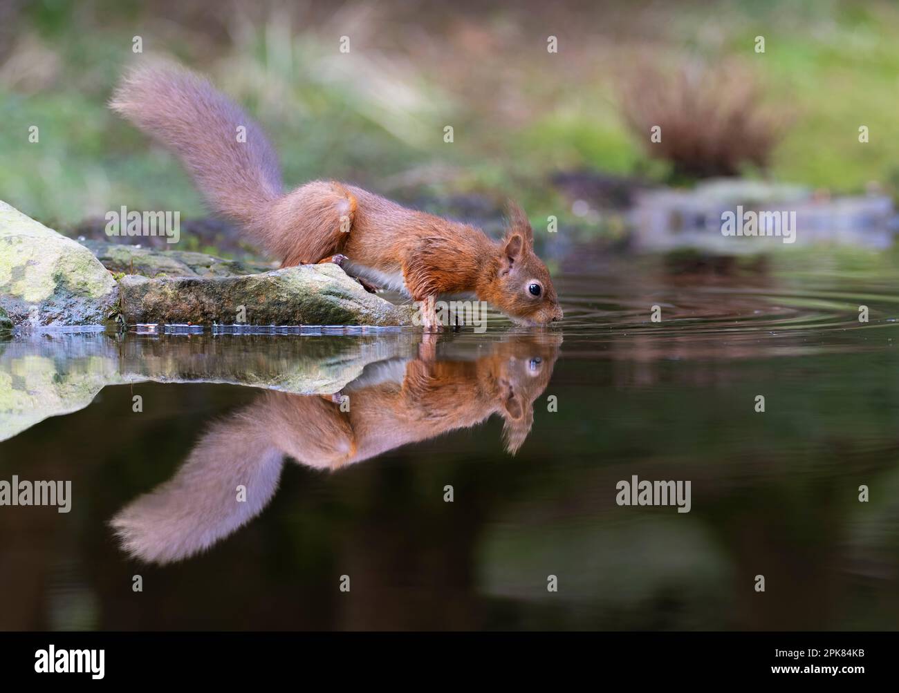 A British Red Squirrel, (Sciurus vulgaris), drinking from a pool of water, (with reflection ...