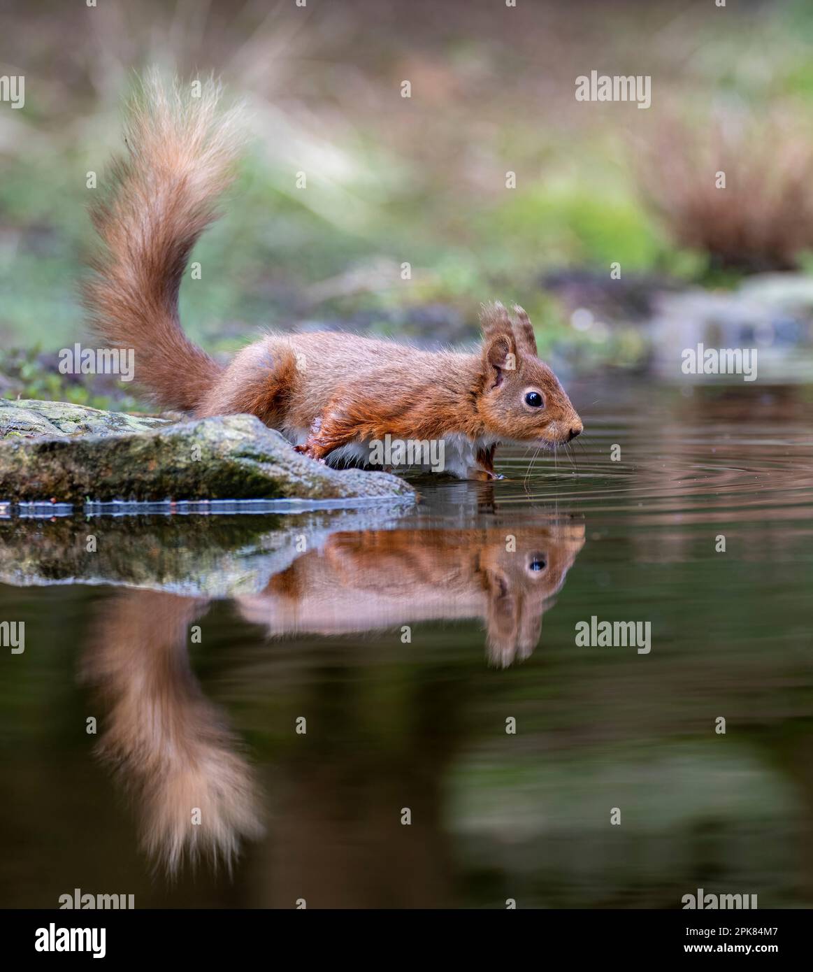 A British Red Squirrel, (Sciurus vulgaris), looking into a pool of ...
