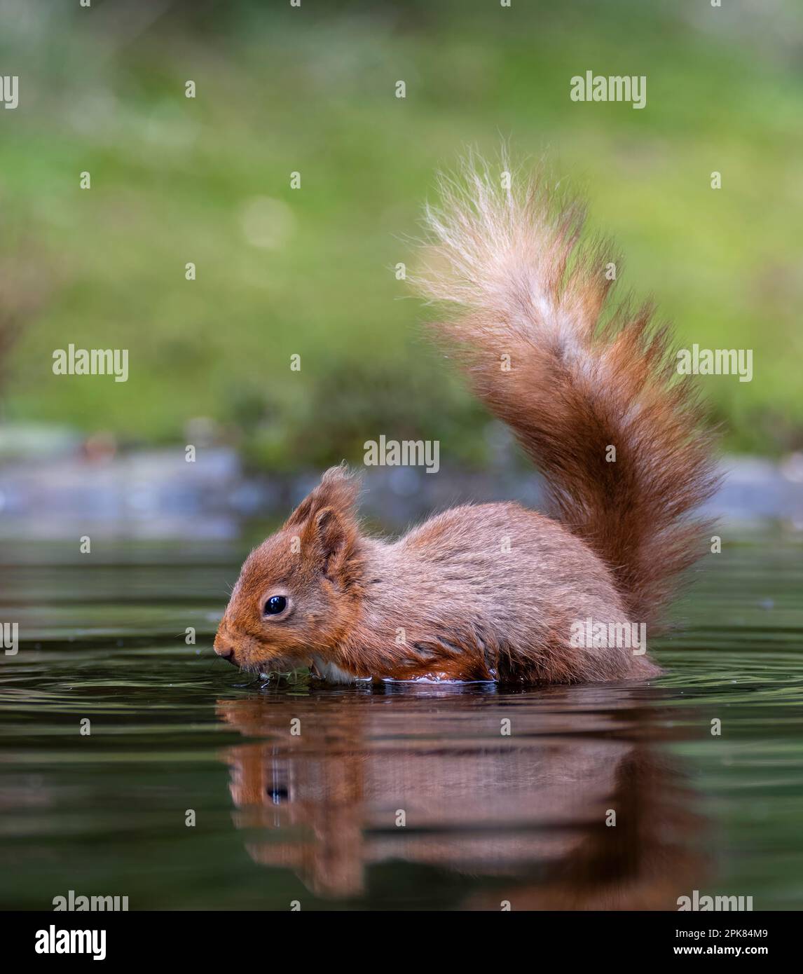 A British Red Squirrel, (Sciurus vulgaris), standing in a pool of water ...