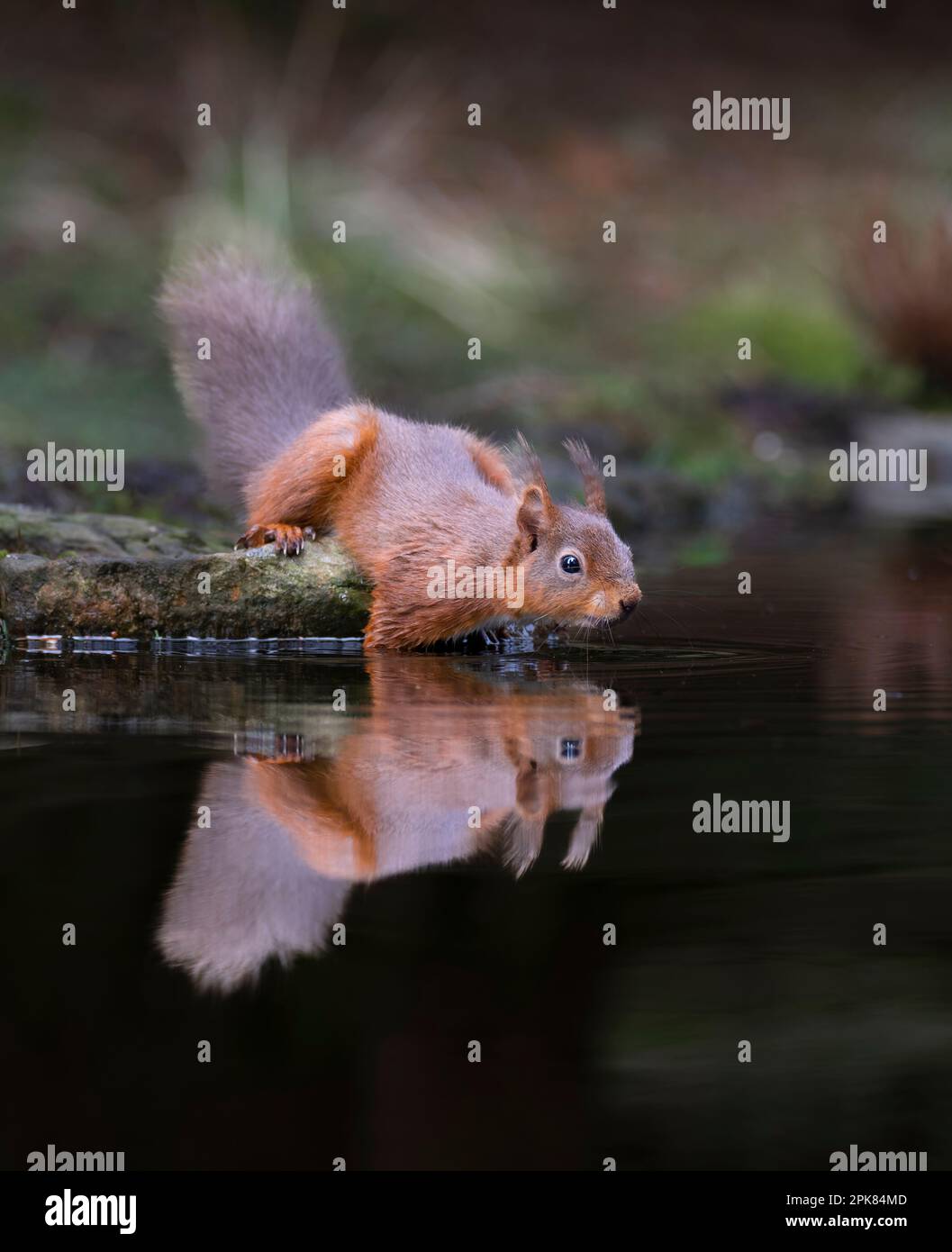 A British Red Squirrel, (Sciurus vulgaris), looking into a pool of ...