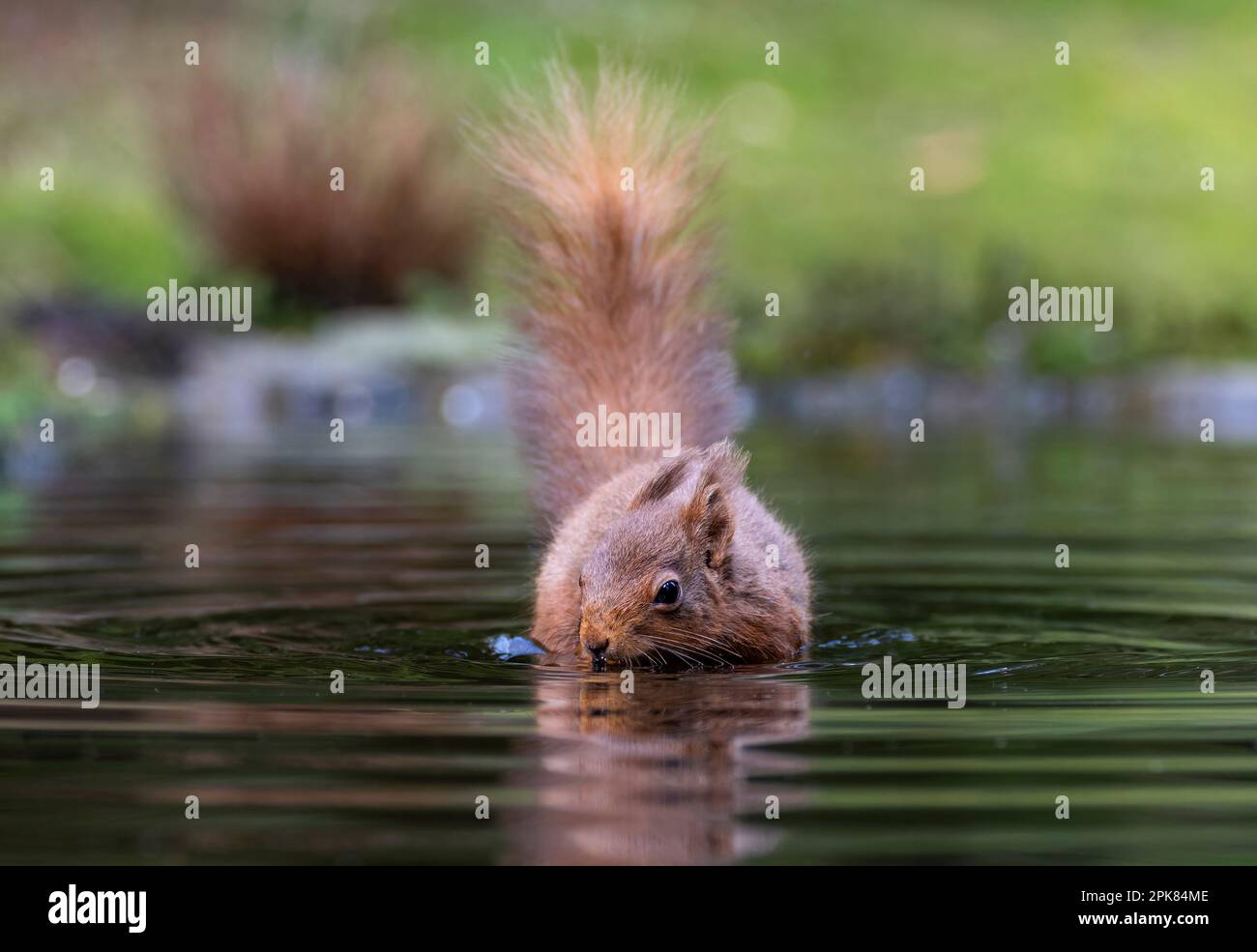 A British Red Squirrel, (Sciurus vulgaris), standing in a pool of water ...