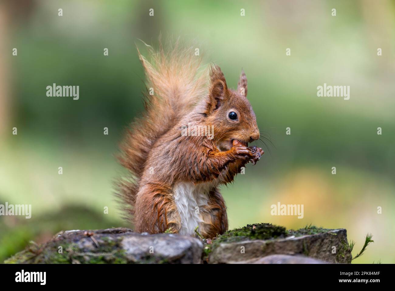 A solitary British Red Squirrel, (Sciurus vulgaris), sitting on a rock ...