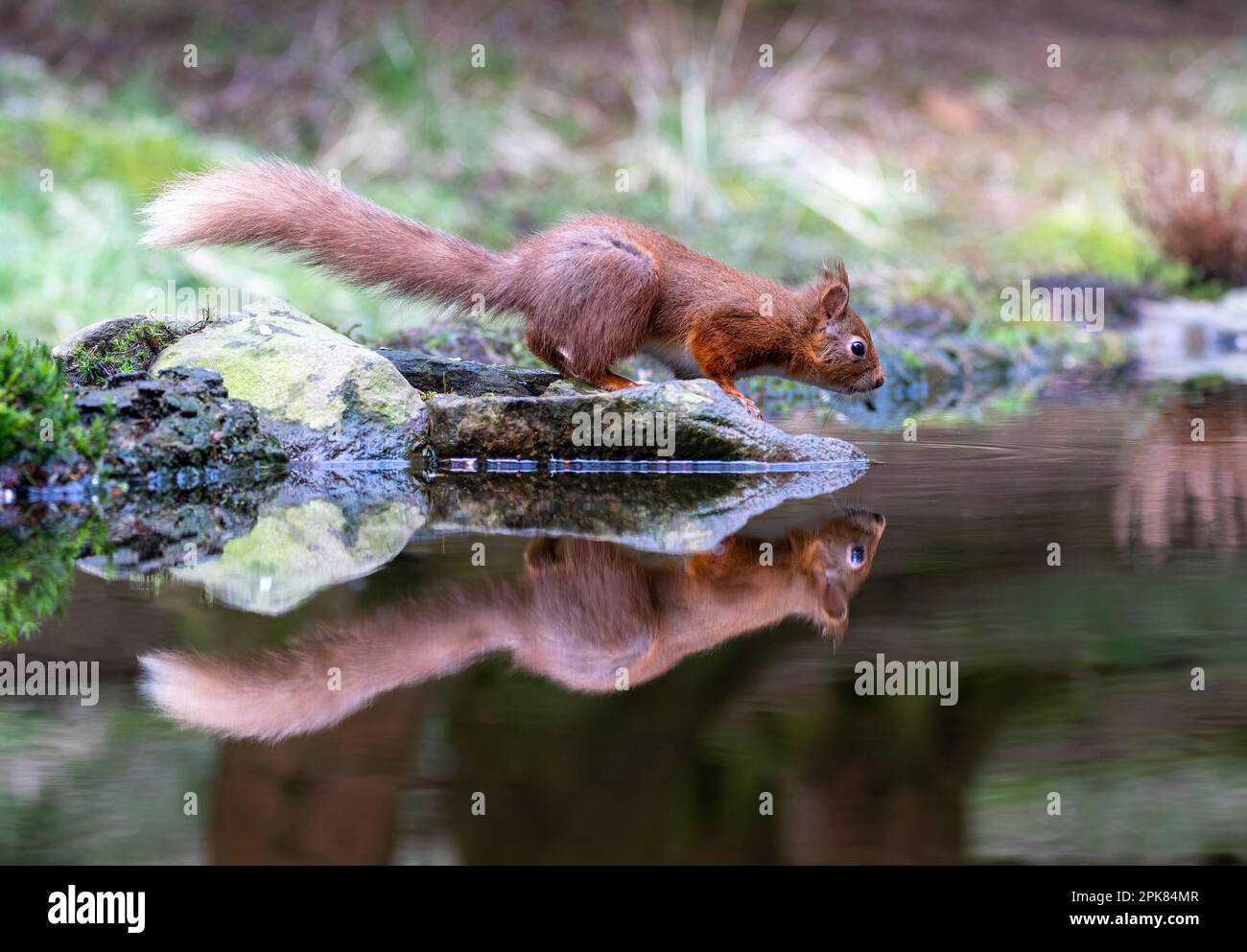 A British Red Squirrel, (Sciurus vulgaris), looking into a pool of ...