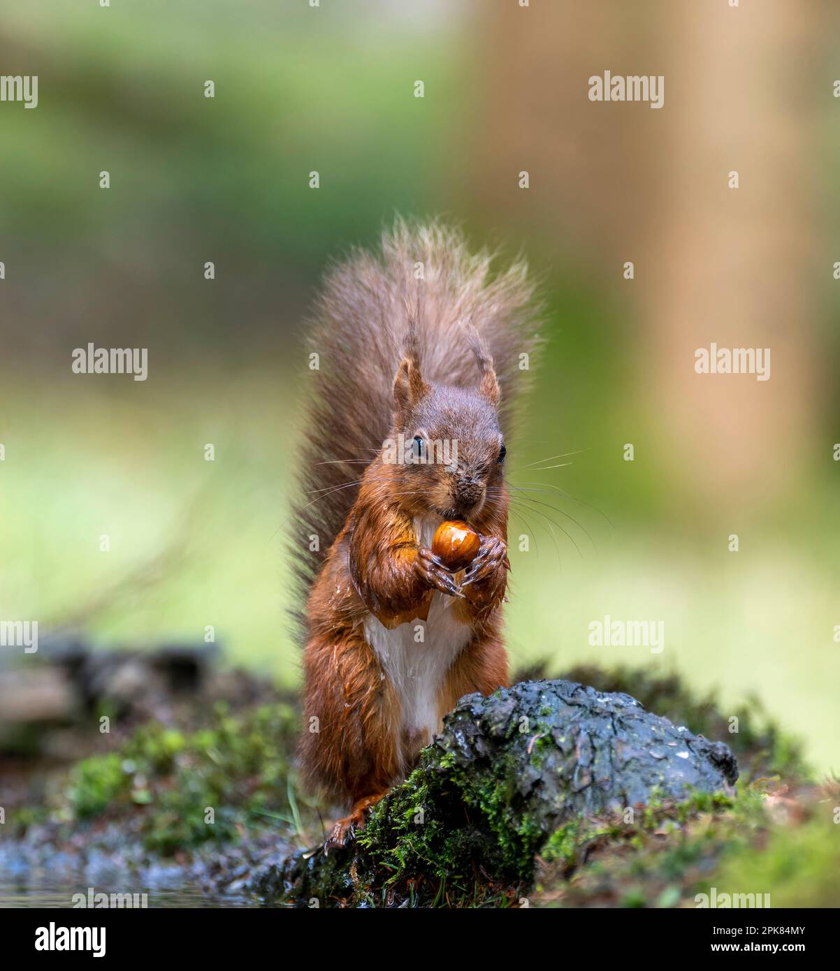 A solitary British Red Squirrel, (Sciurus vulgaris), sitting on a rock ...
