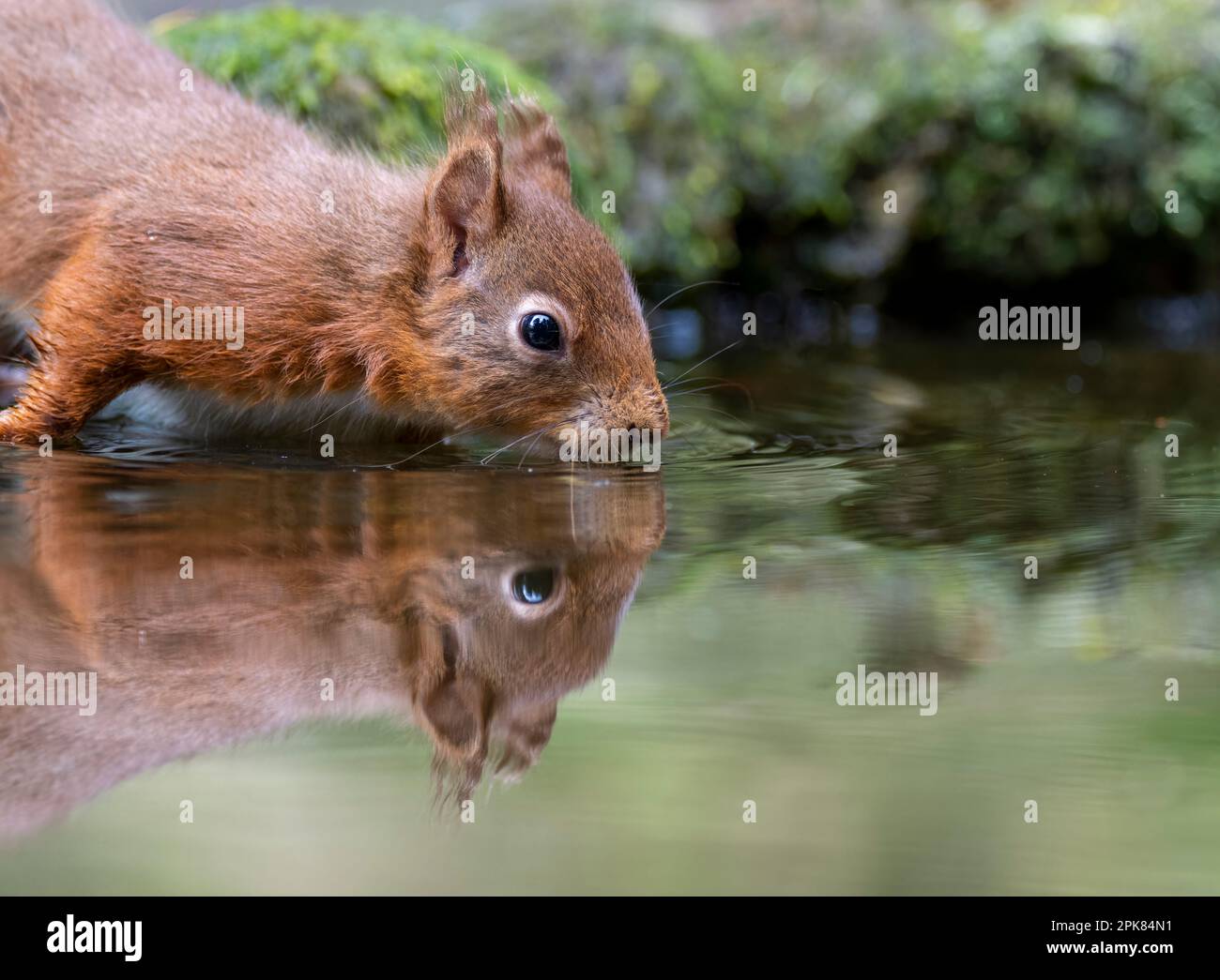 A British Red Squirrel, (Sciurus vulgaris), looking into a pool of ...