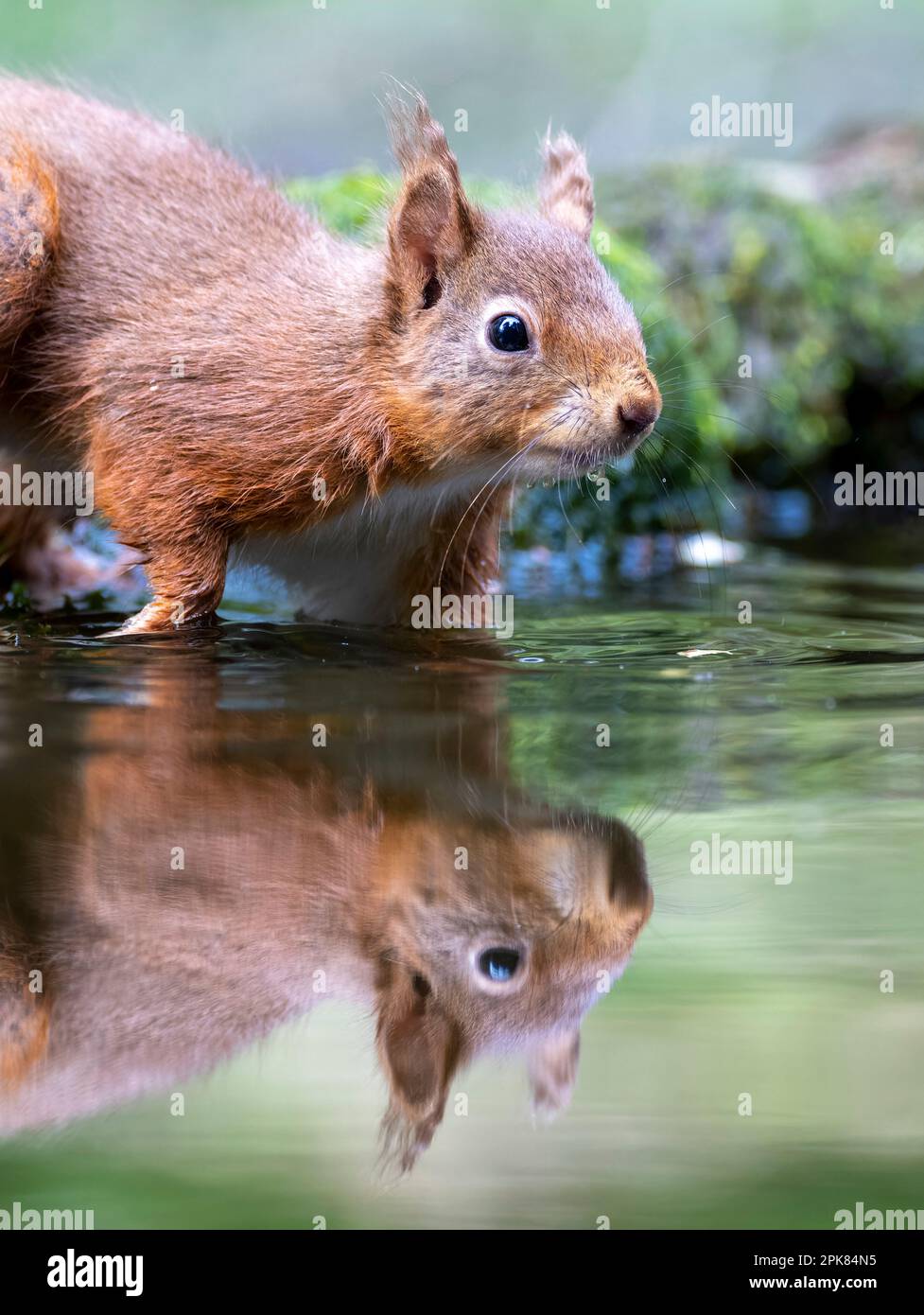 A British Red Squirrel, (Sciurus vulgaris), looking into a pool of ...