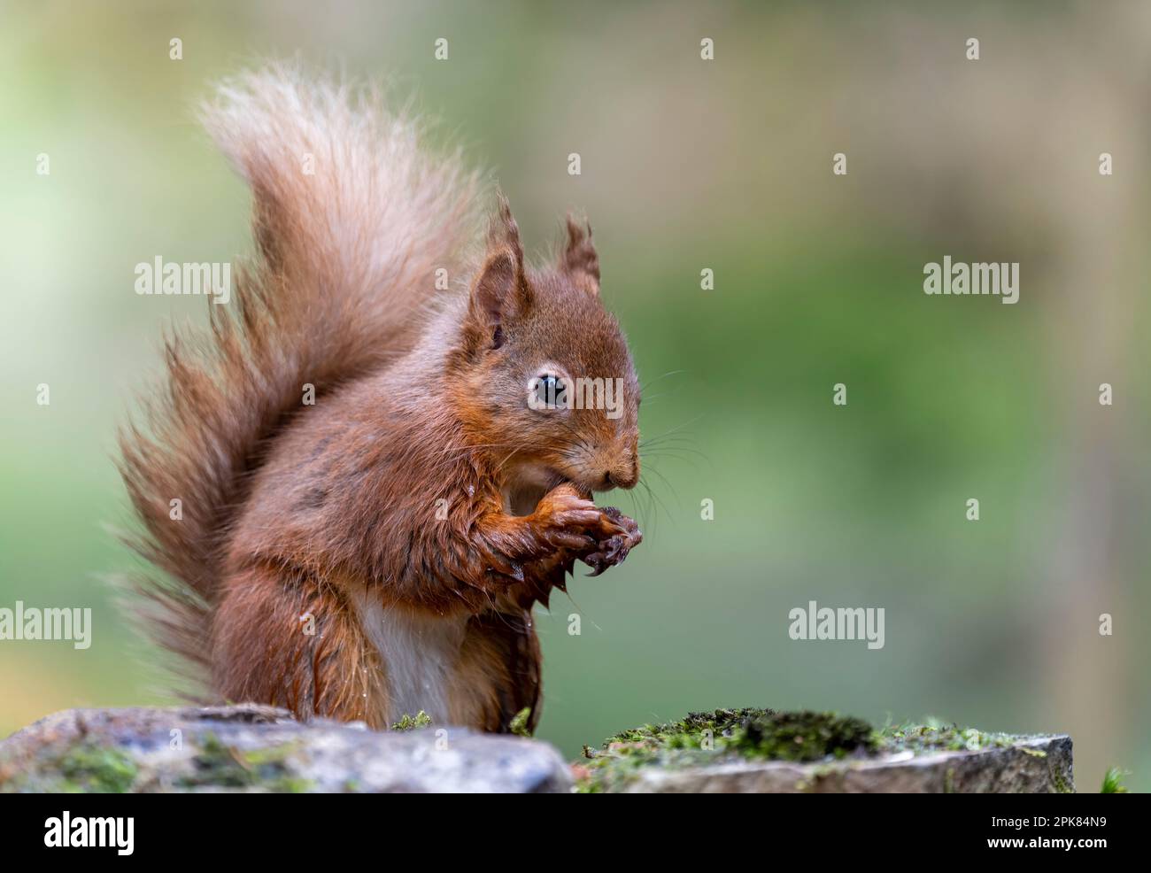 A solitary British Red Squirrel, (Sciurus vulgaris), sitting on a rock ...