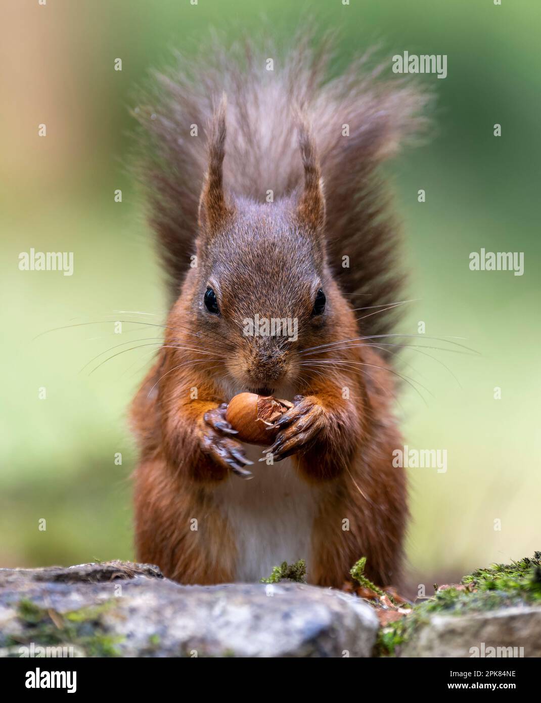 A solitary British Red Squirrel, (Sciurus vulgaris), sitting on a rock ...