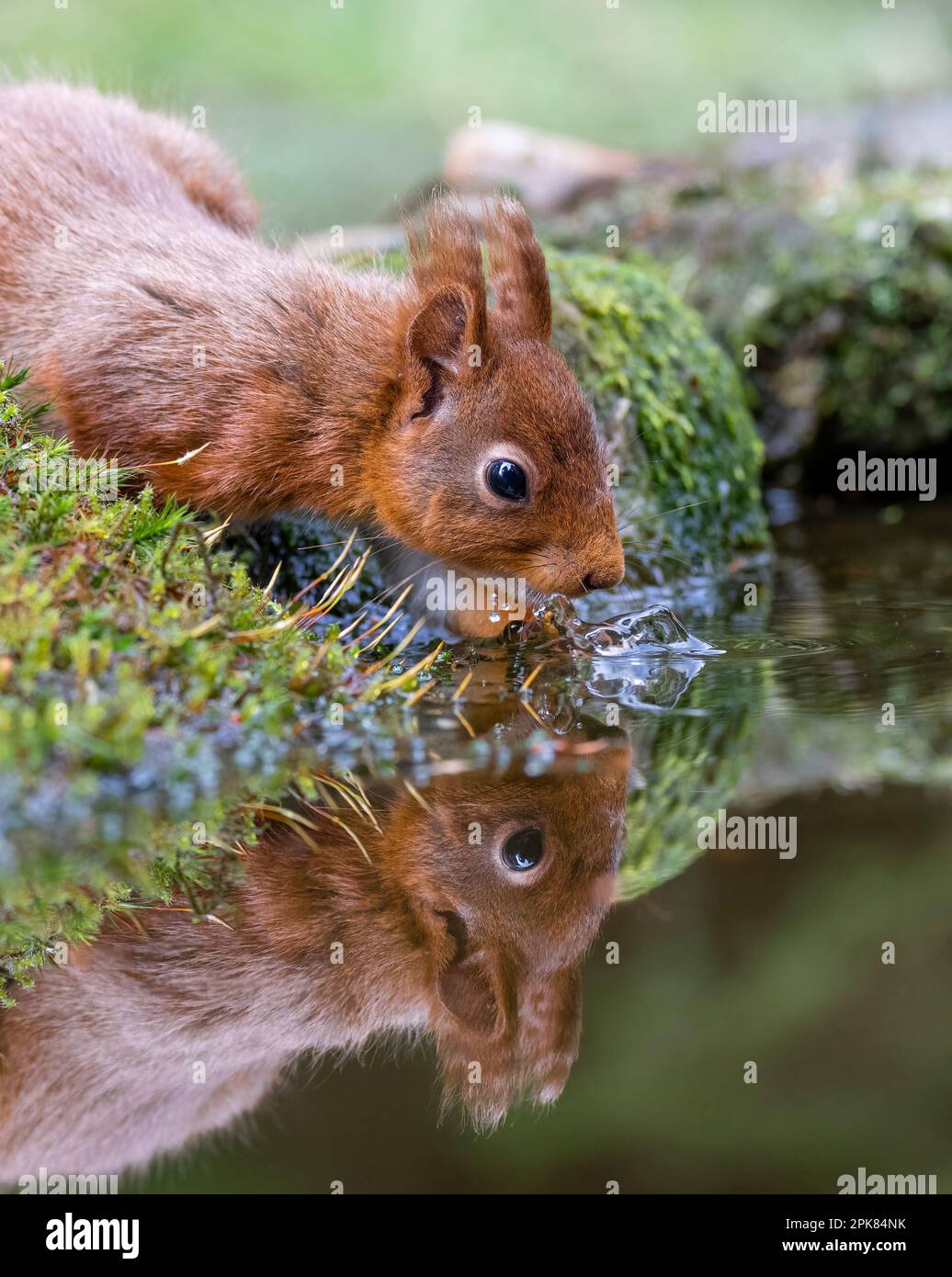 A British Red Squirrel, (Sciurus vulgaris), looking into a pool of ...