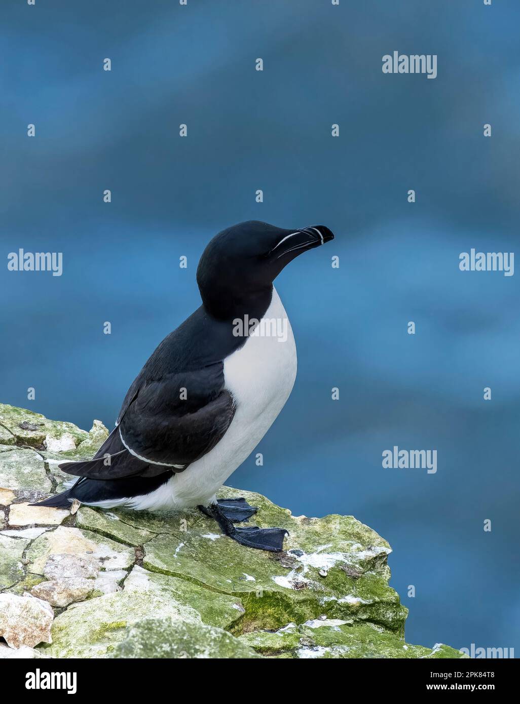 A Razorbill, (Alca torda), precariously perched on the cliff face at ...