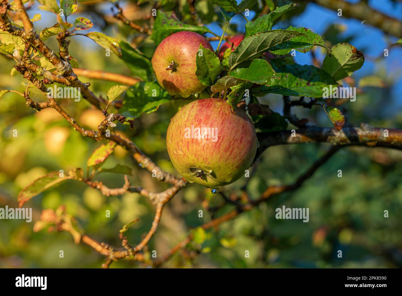 Two apples hanging on the branches of an apple tree with dawn light and ...
