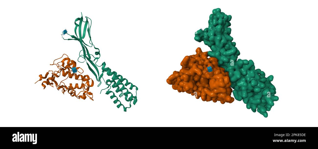 Cell membrane carbohydrate hi-res stock photography and images - Alamy