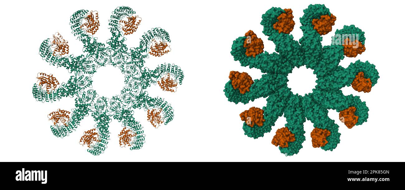 Cryo-EM structure of the active NLRP3 inflammasome disk. 3D cartoon and ...