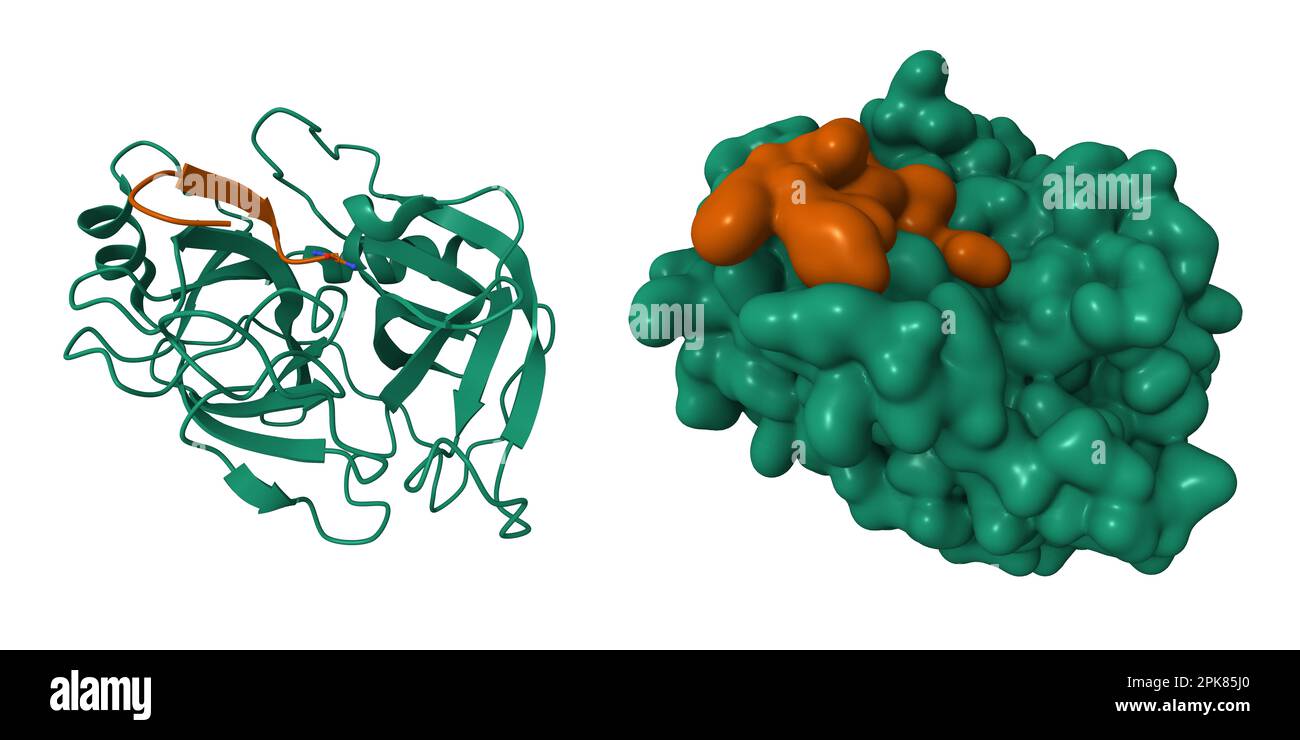 Crystal structure of trypsin (green)-vasopressin (brown) complex. 3D ...