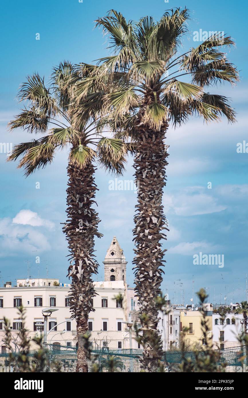 Cathedral tower bell among palm trees in Bari old town, Puglia or ...