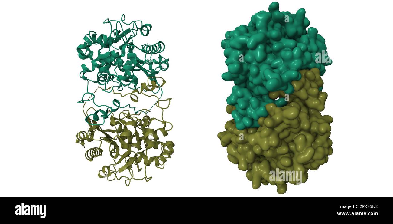 Structure of 6-aminohexanoate-dimer hydrolase. 3D cartoon and Gaussian ...