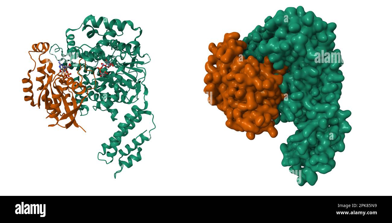 Structure of TcdA glucosyltransferase domain (green) in complex with ...