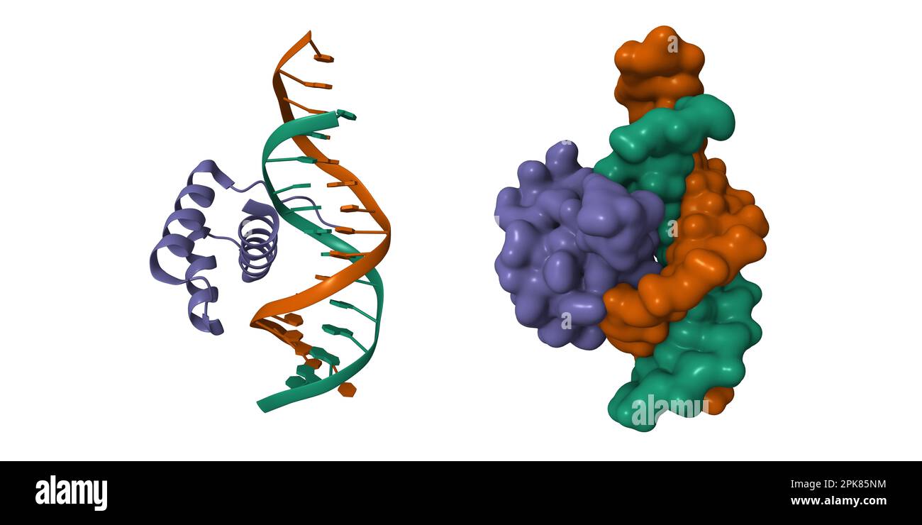 Msx-1 homeodomain-DNA complex structure. 3D cartoon and Gaussian ...