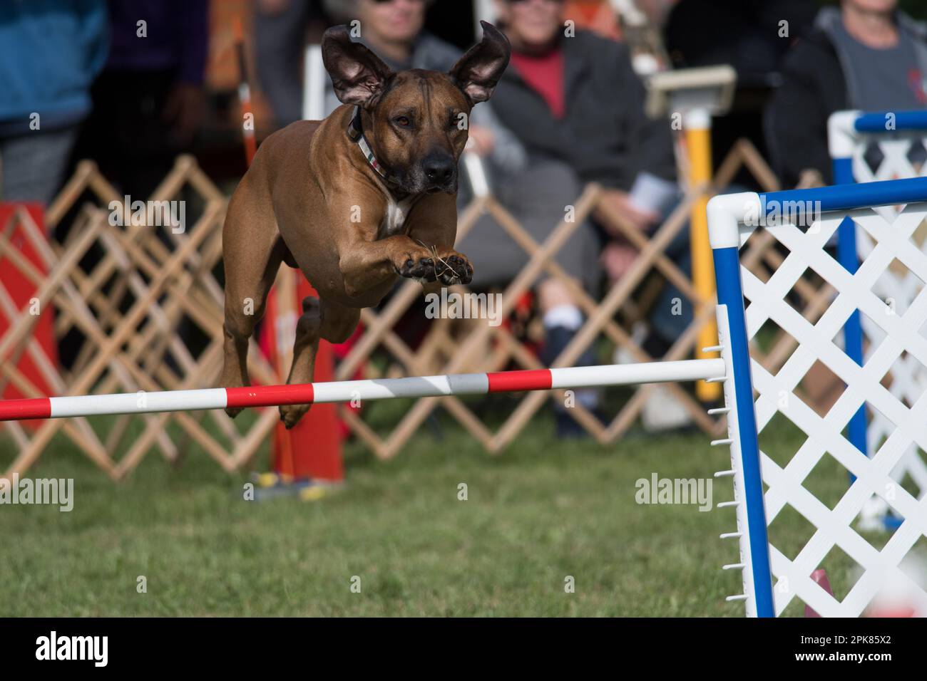 Rhodesian Ridgeback jumping a hurdle at an agility competition Stock ...