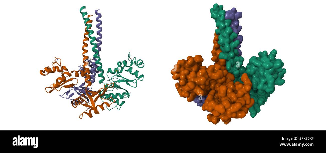 Structure Of The Human Line 1 Orf1p Trimer 3d Cartoon And Gaussian Surface Models Chain Id