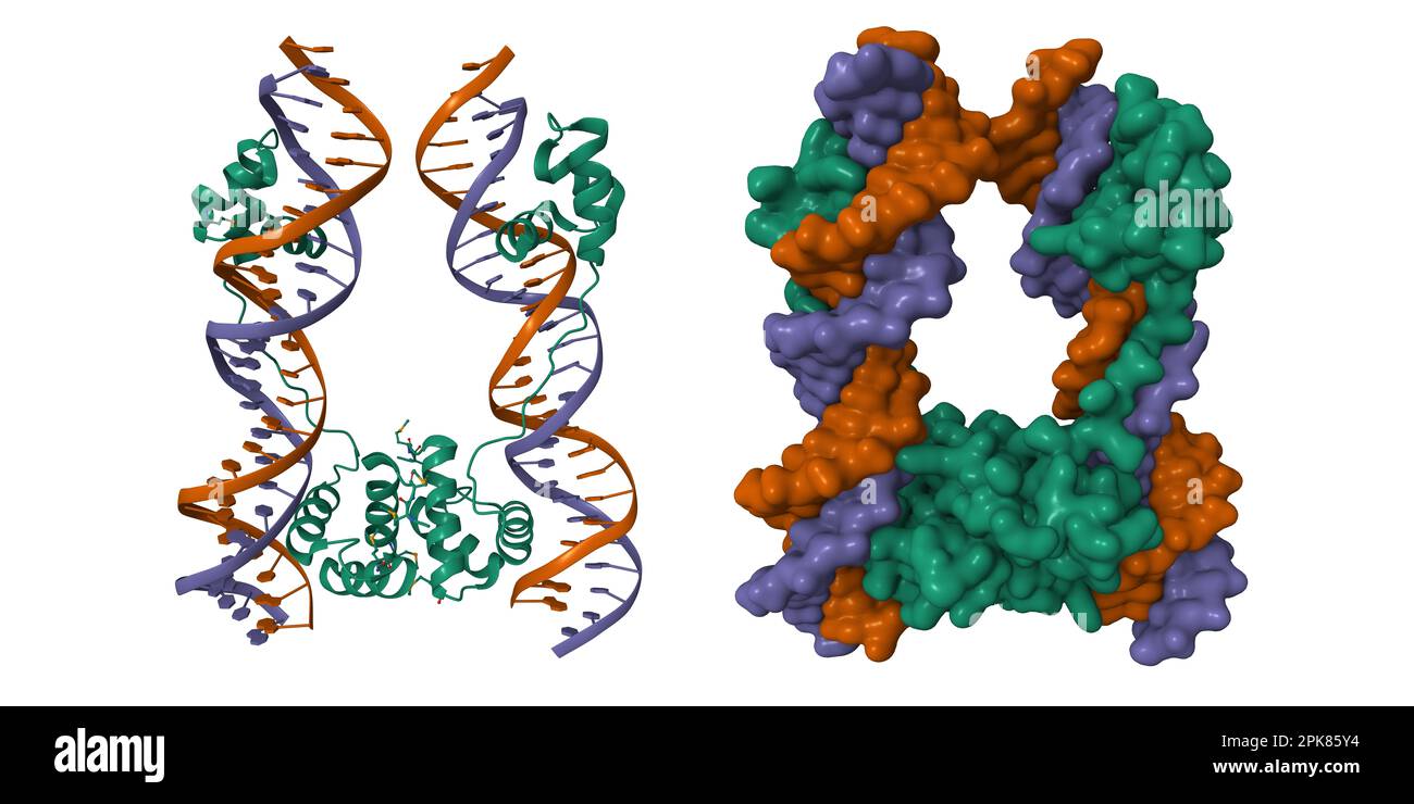 Dna Binding Domain Of Human Setmar In Complex With Hsmar1 Terminal