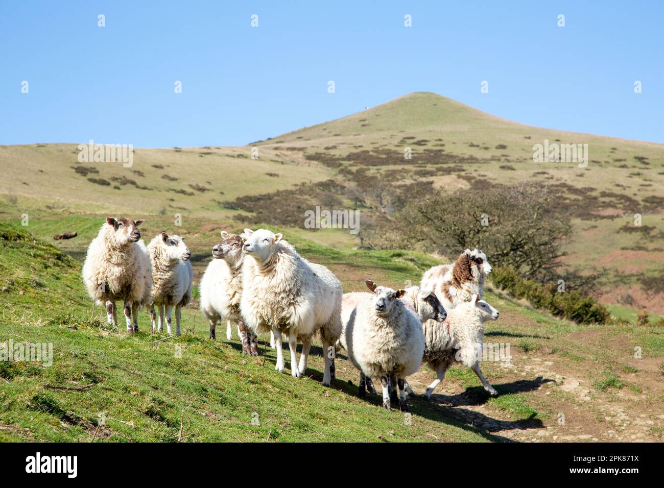 Animals sheep livestock on the hillside of Lose Hill, the start of the ...