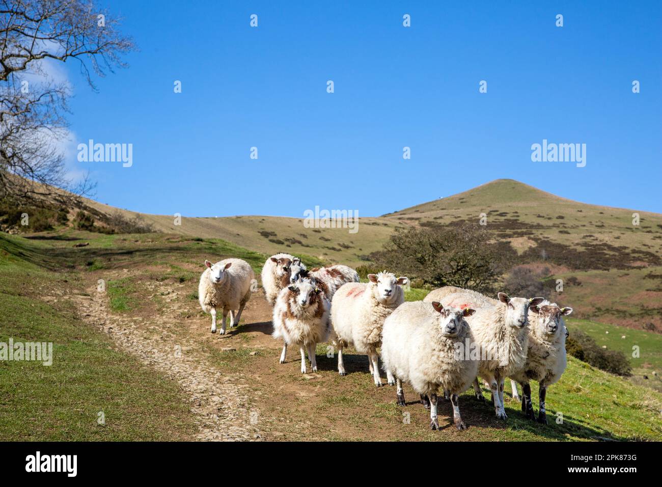 Animals sheep livestock on the hillside of Lose Hill, the start of the ...