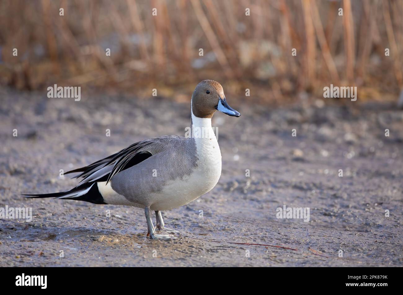 Northern Pintail duck male (Anas acuta) standing on the shoreline on a ...