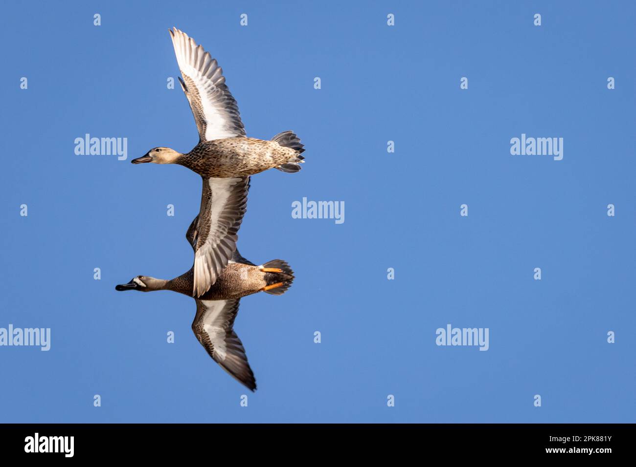 Blue-winged Teal Pair in Flight Stock Photo - Alamy