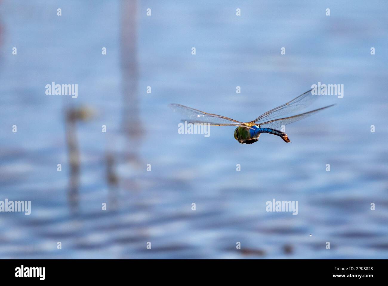 Dragonfly in Flight Stock Photo - Alamy