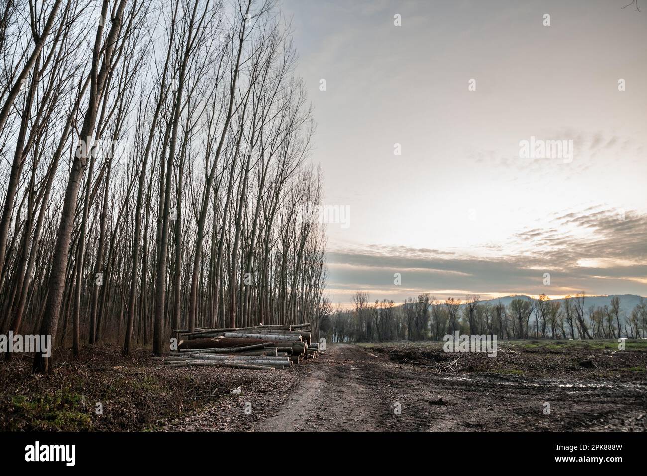 Picture of serbian forest in ivanovo, serbia, with a logging camp with ...