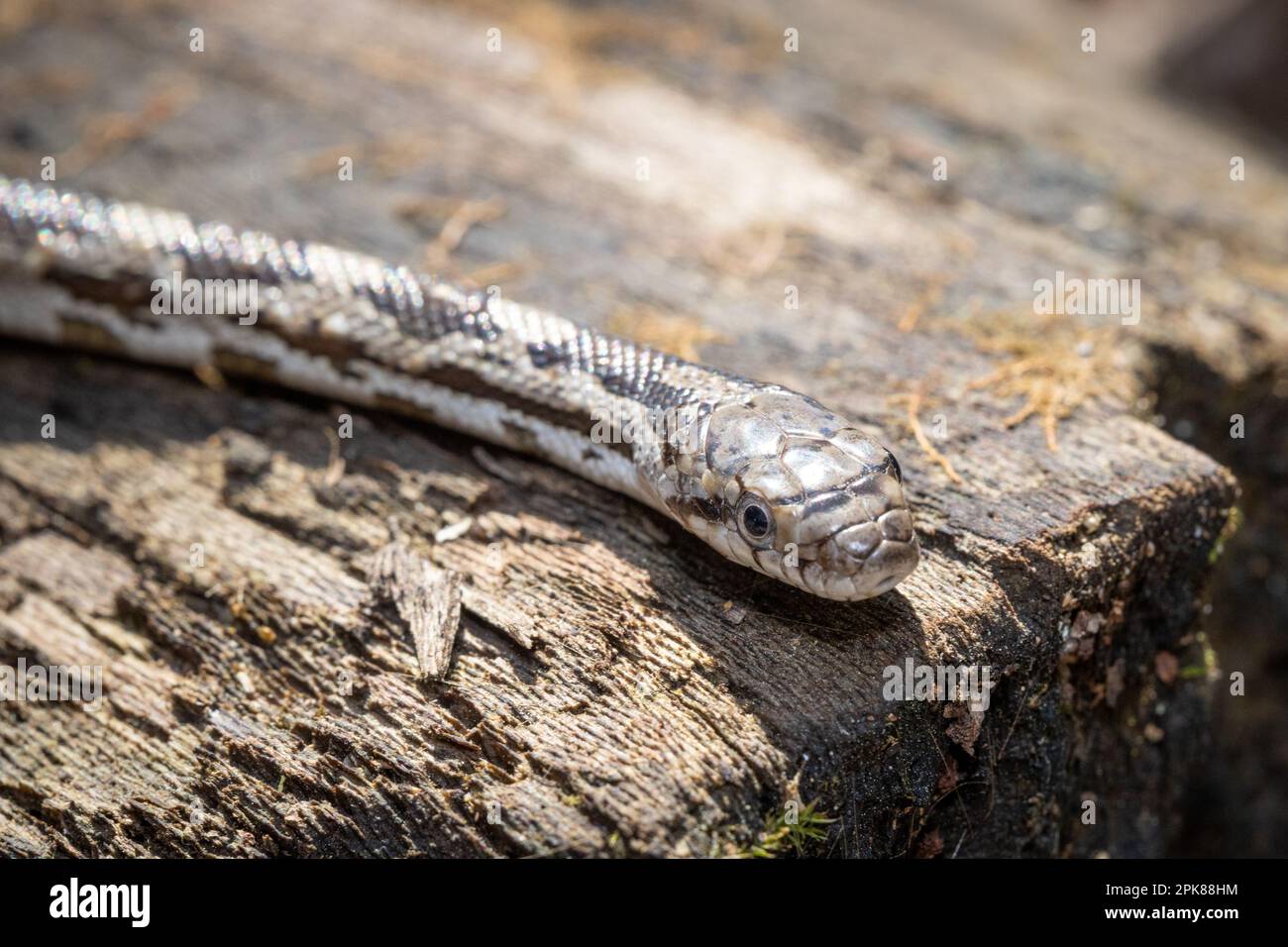 Baby rat snake hi-res stock photography and images - Alamy