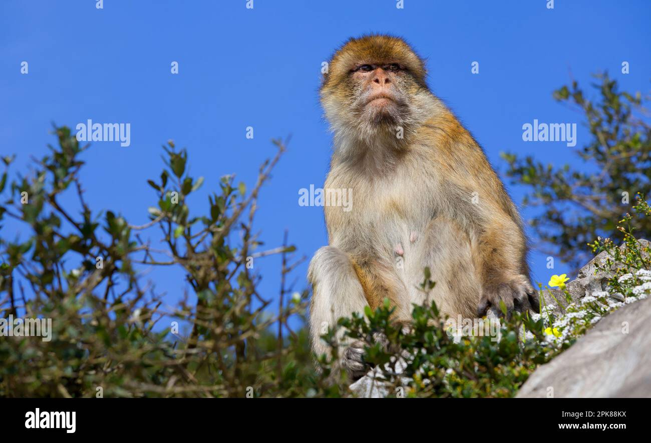 Portrait of a Barbary Macaque Monkey on the Rock of Gibraltar Stock ...