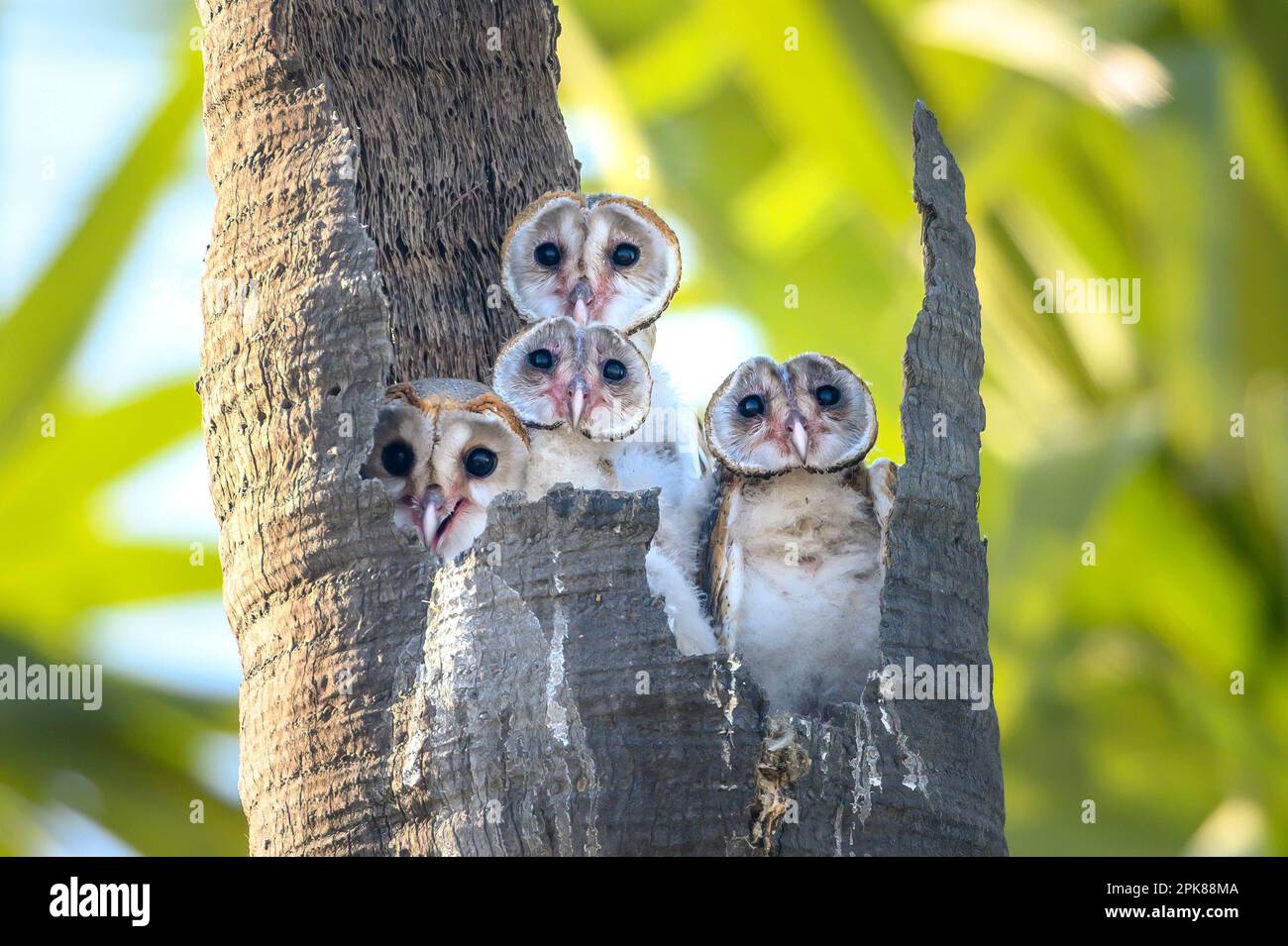 The baby of the bird is cute , Barn owl Stock Photo - Alamy