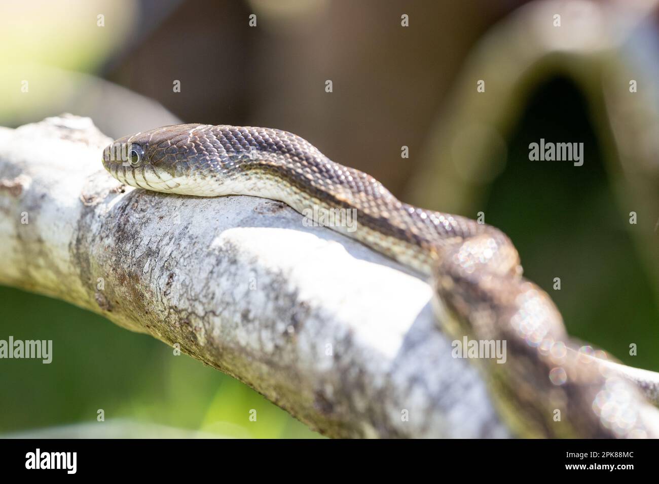 Grey rat snake hi-res stock photography and images - Alamy