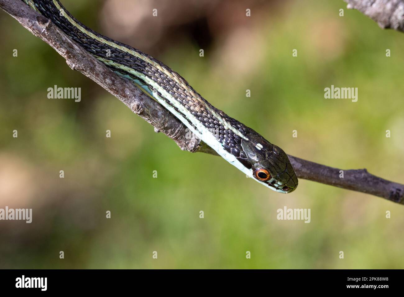 Western Ribbon Snake Stock Photo - Alamy