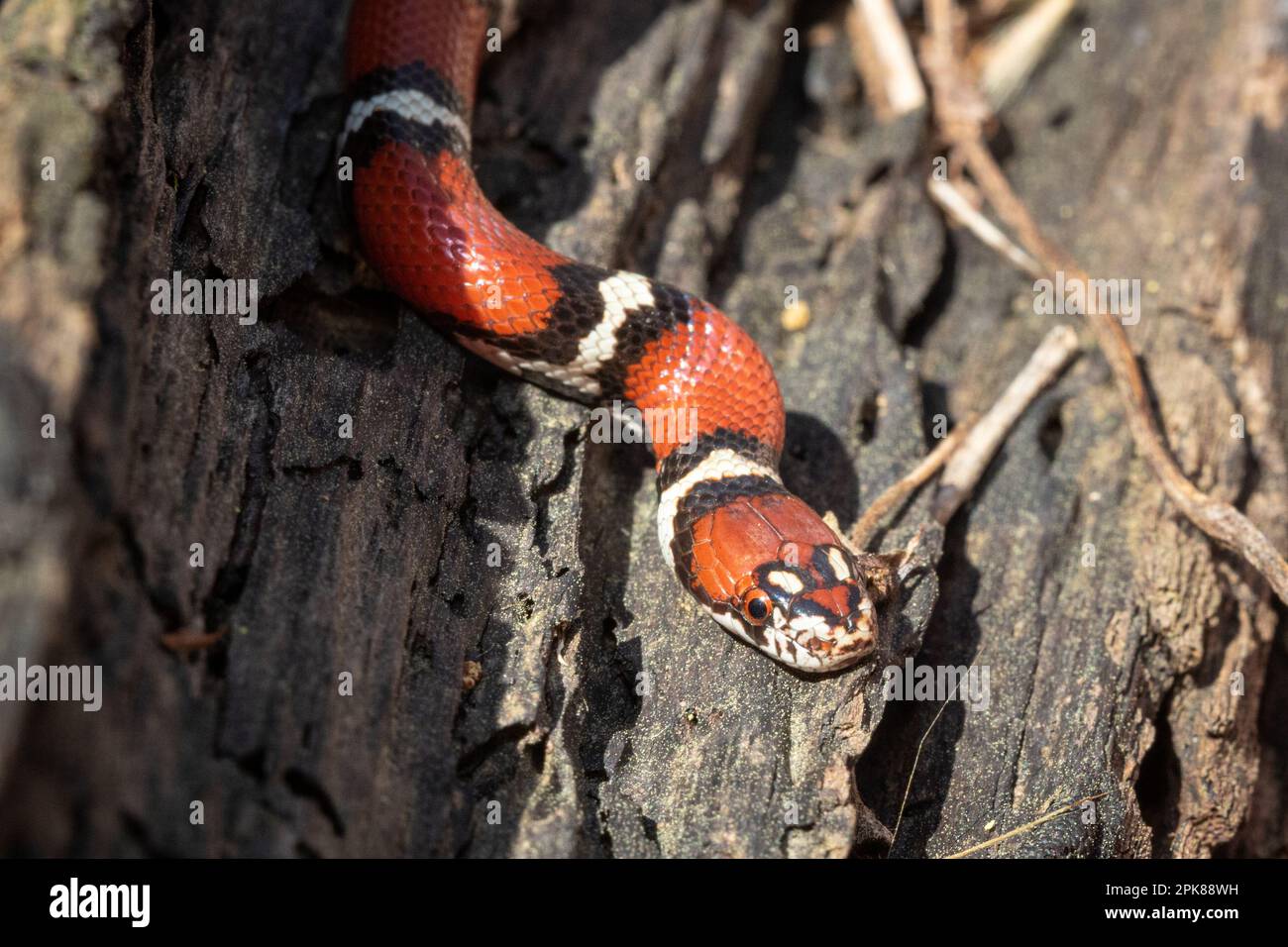 Eastern milk snake hi-res stock photography and images - Alamy