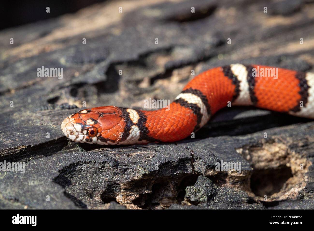 Eastern milk snake hi-res stock photography and images - Alamy