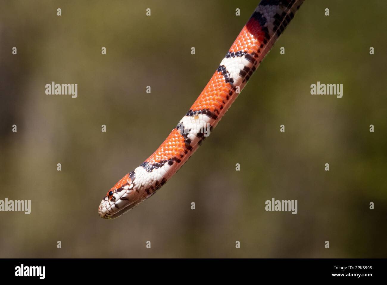 Eastern kingsnake hi-res stock photography and images - Alamy