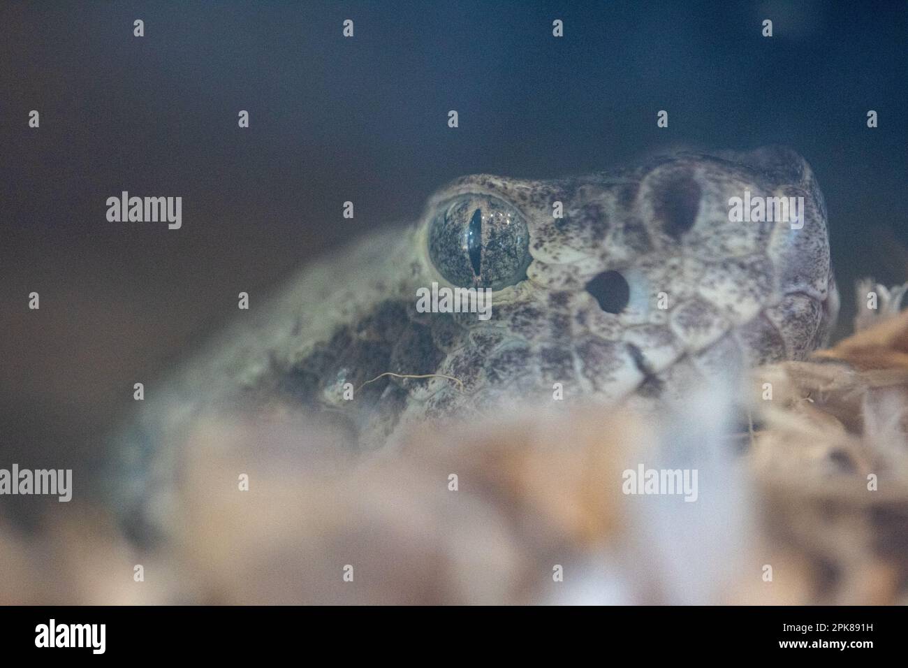 Timber rattlesnake close hi-res stock photography and images - Alamy