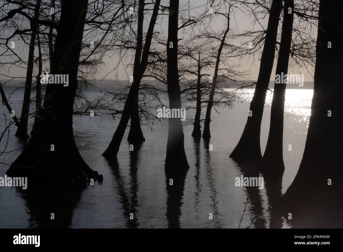 Spooky Cypress Swamp Stock Photo - Alamy