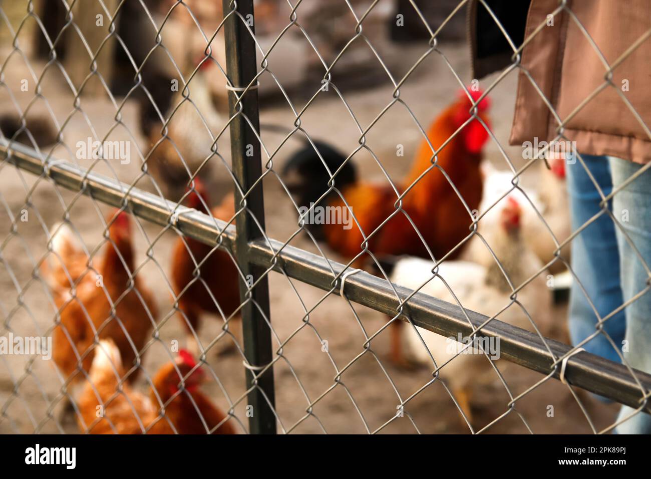 Chickens farm against net fence. Hens have food in the farm. Free ...