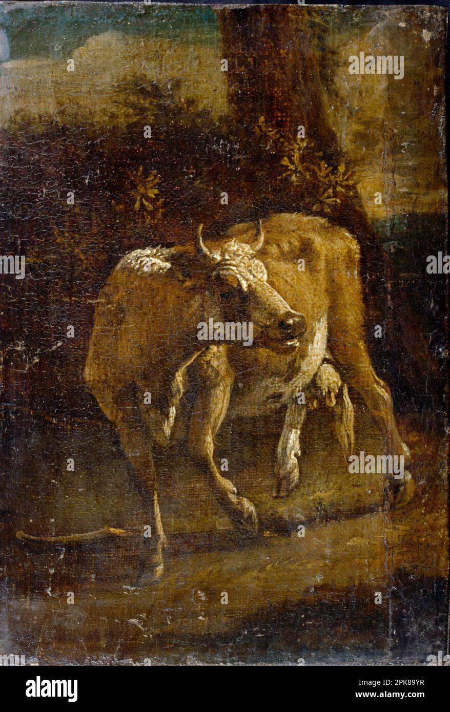 Cow 17th century hi-res stock photography and images - Alamy