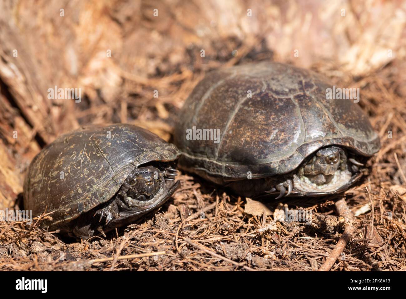 Eastern Mud Turtle Stock Photo - Alamy